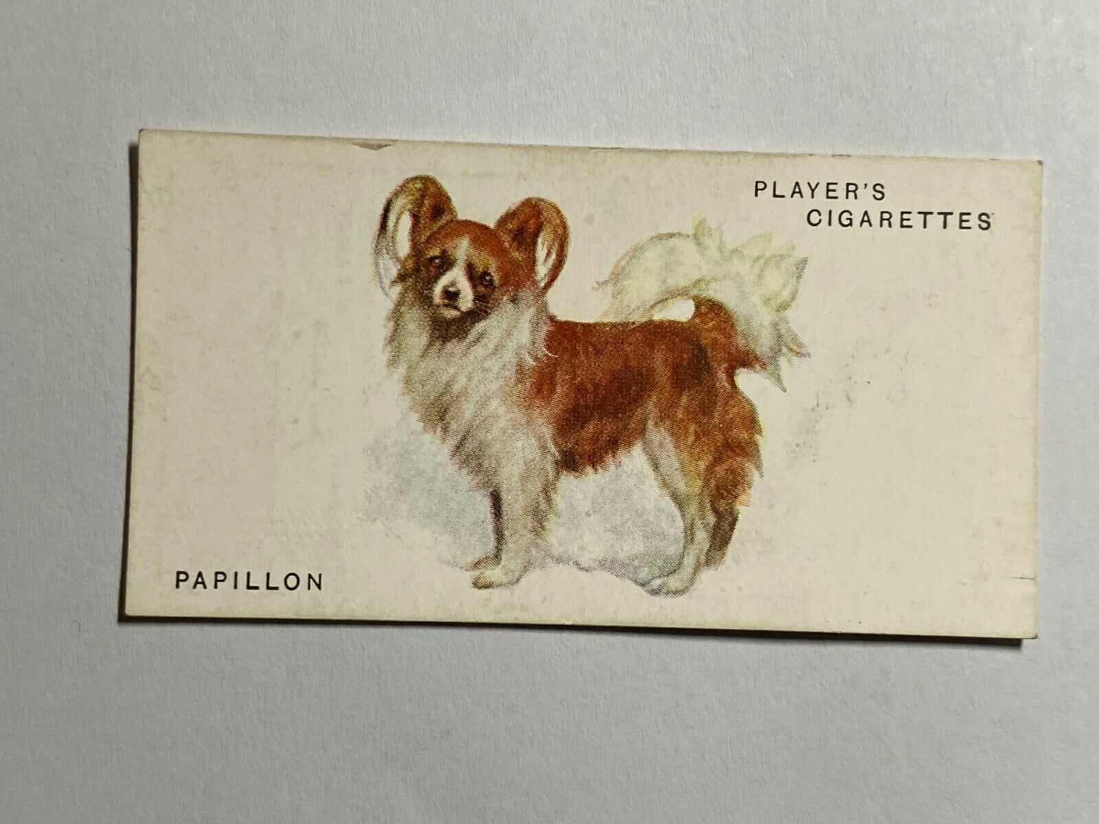 Cigarette Card - Players Dogs #21 Papillon (Uu258) | Ephemera - Other ...