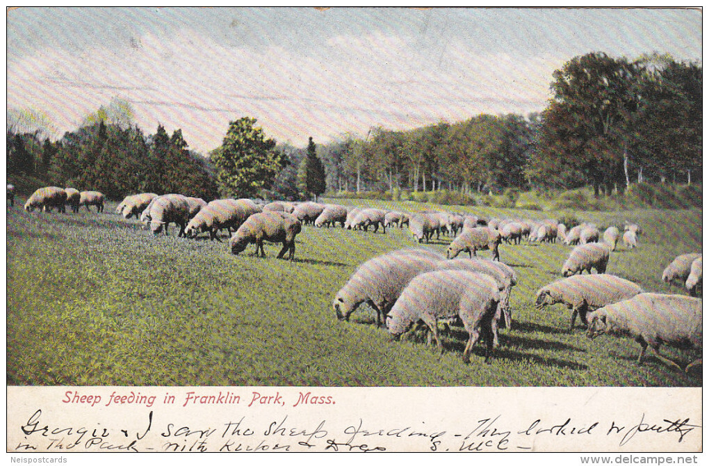 Sheep Feeding In FRANKLIN PARK, Massachusetts, 1900-1910s | United ...