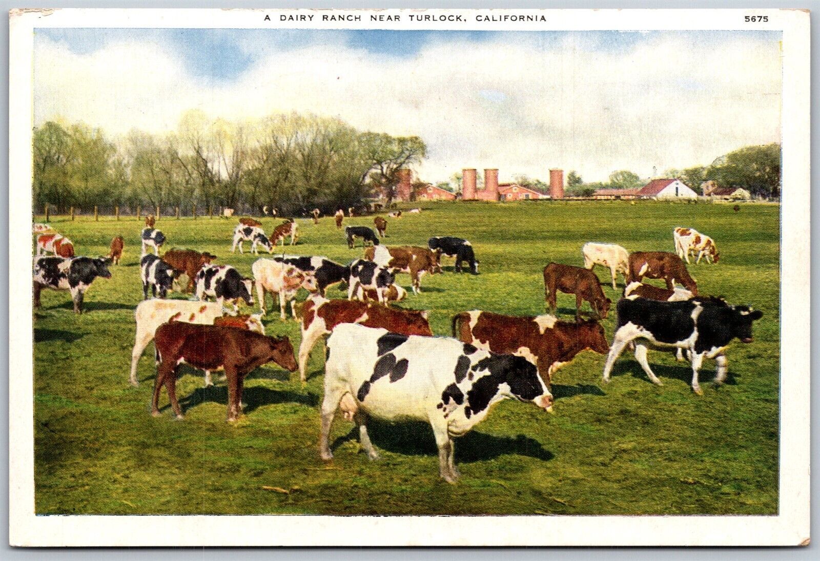 Vtg Turlock Caifornia CA Dairy Ranch Cows Cattle Grazing Farm 1920s ...