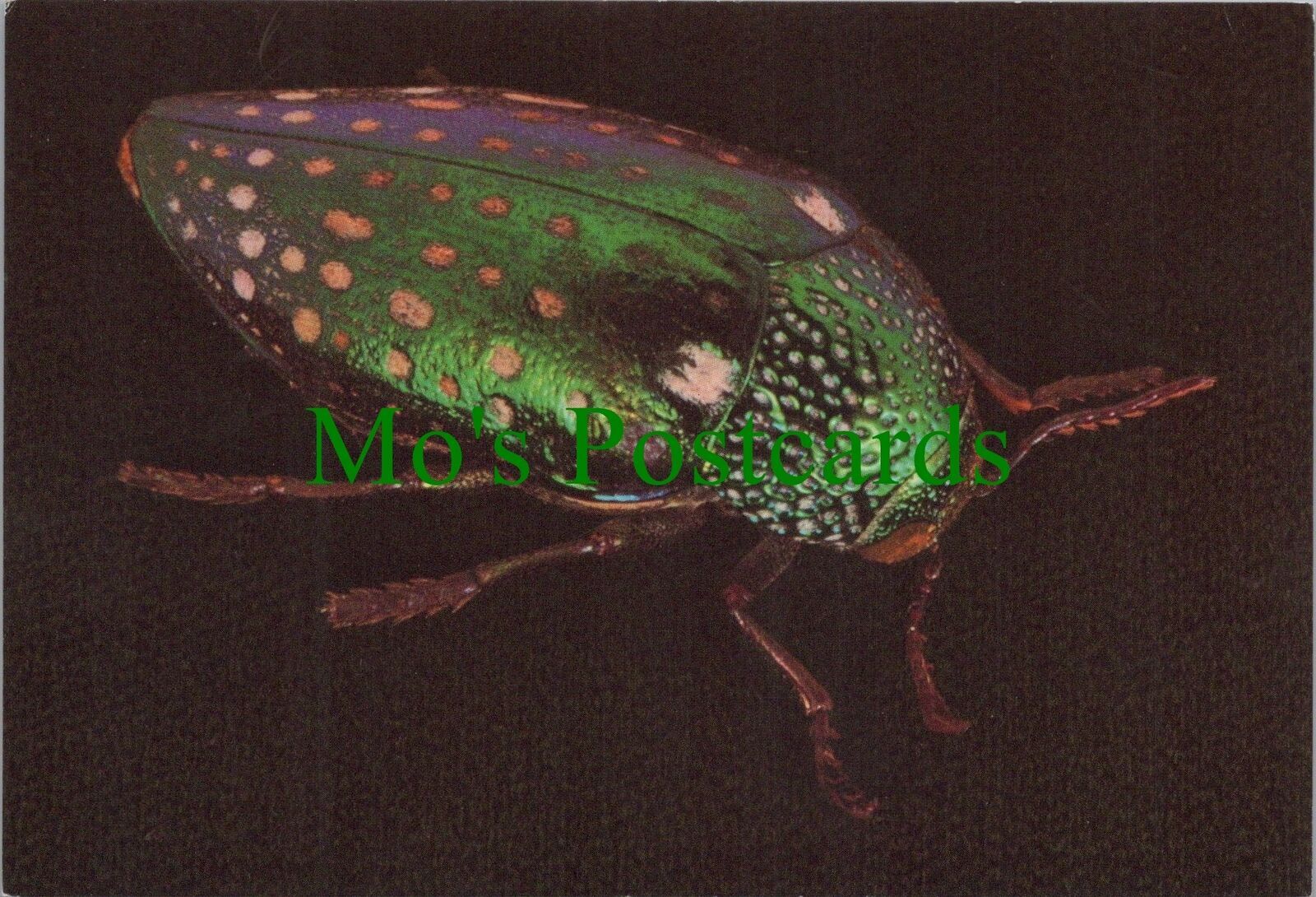 British Museum Postcard - Natural History, Tropical Beetles, India ...