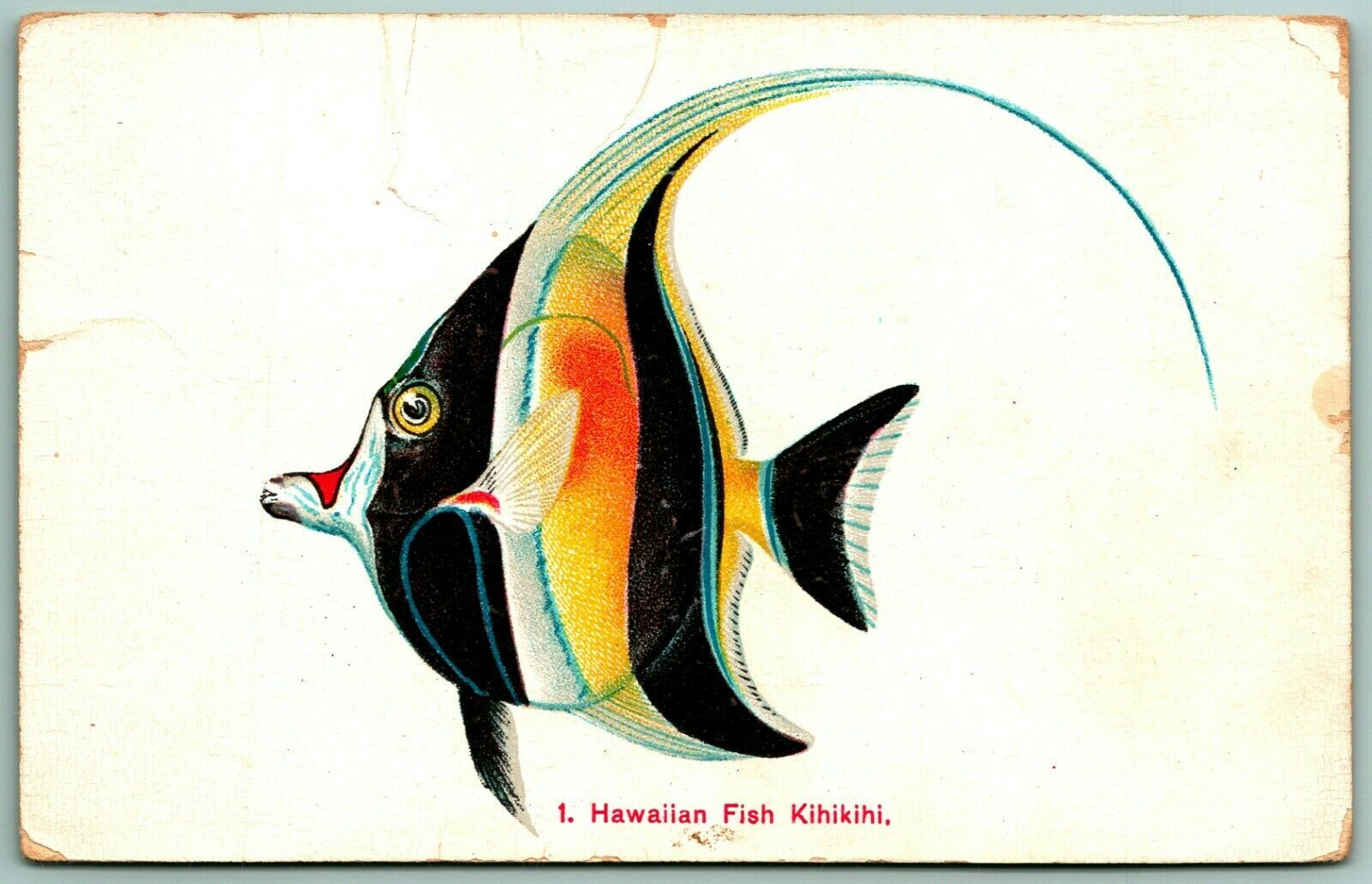 Hawaiian Fish Kihikihi Hawaiian Curio Company HI HT UNP PMC Postcard ...