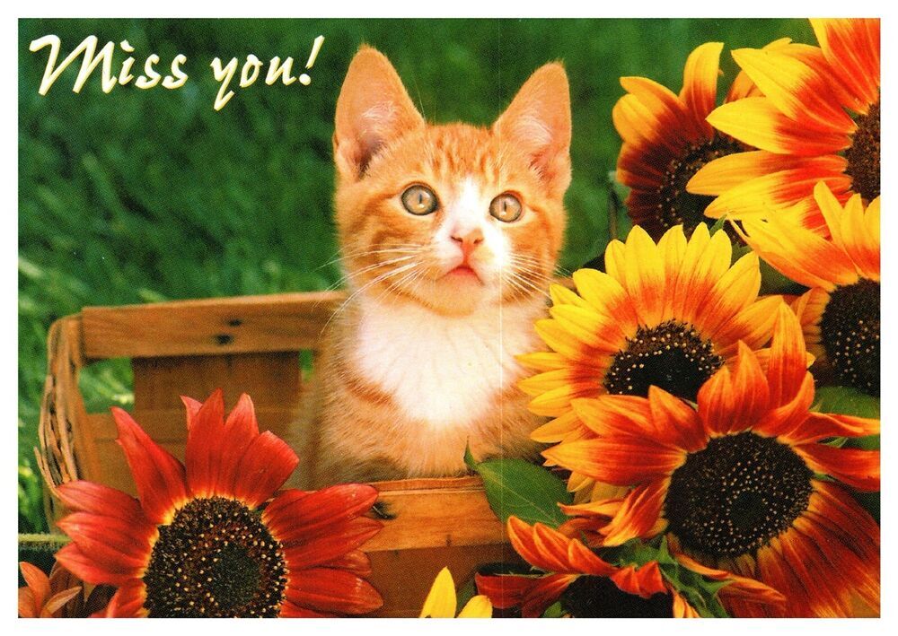 Cute Kitten Flowers Photo Animal Miss You Card Nature Chrome Postcard ...