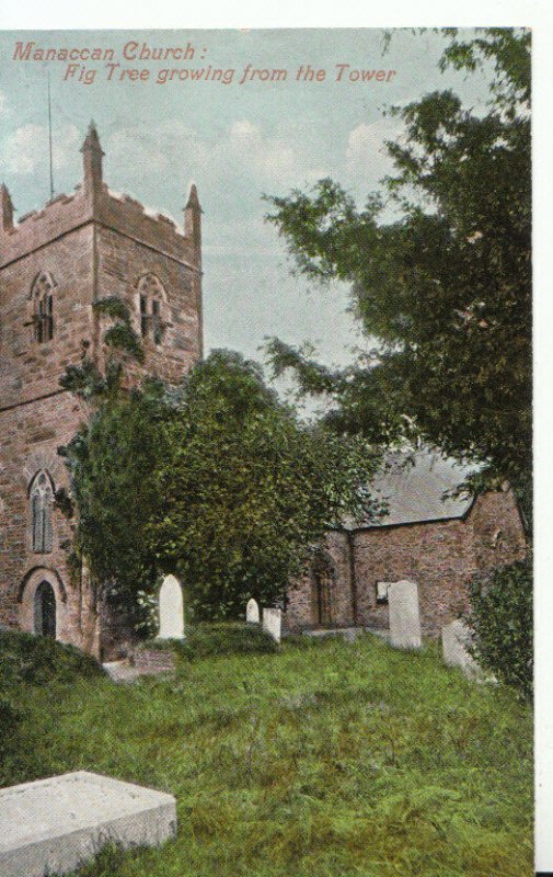 Cornwall Postcard - Manaccan Church With Fig Tree Growing from Tower ...