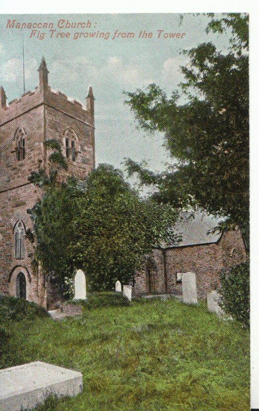 Cornwall Postcard - Manaccan Church With Fig Tree Growing from Tower ...