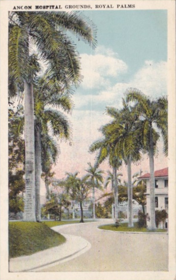 Panama Ancon Hospital Grounds Royal Palms | Latin & South America ...