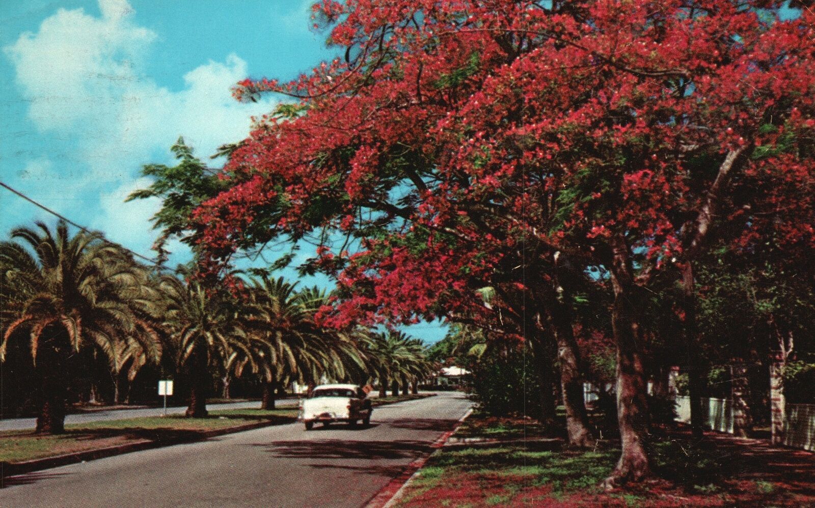 Vintage Postcard 1957 Brilliant Royal Poinciana Trees Add Color To Res ...