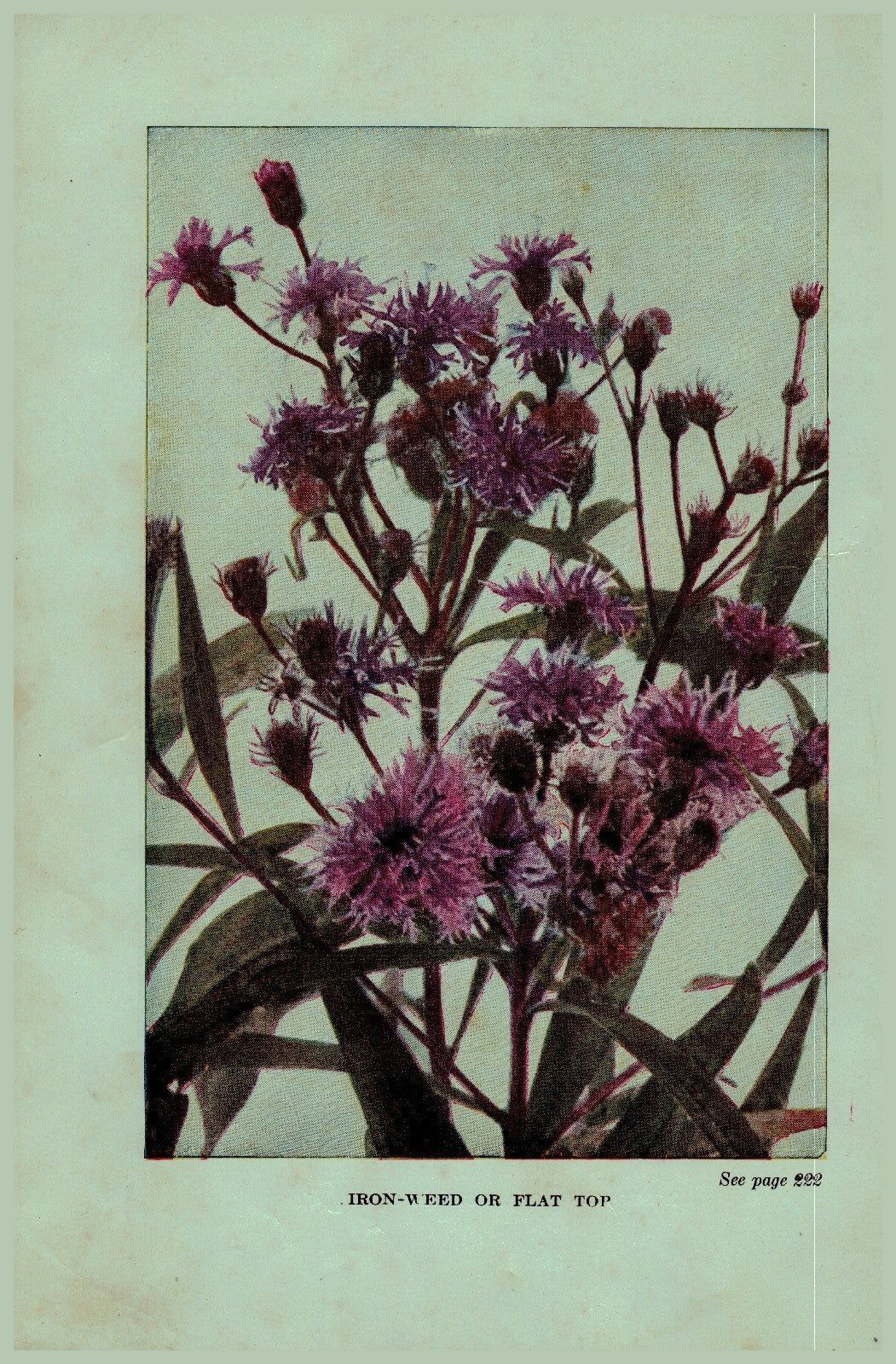 Vintage 1922 Print Blue Cardinal Ironweed 2 Side Flowers You Should ...