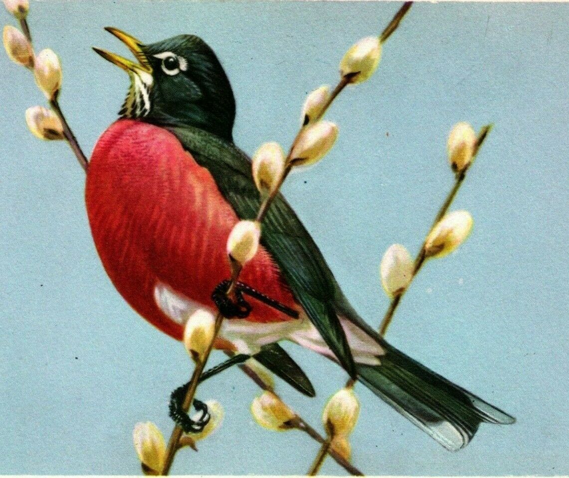 National Wildlife Federation Bird Robin Conservation 1939 Postcard ...