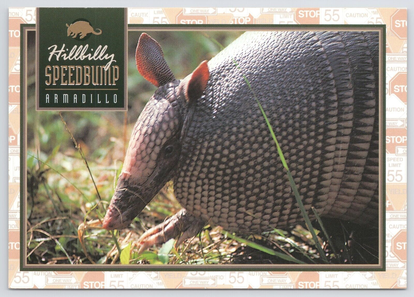 Animal~Armadillo~aka Hillbilly Speedbump~Leathery Armor Shell ...