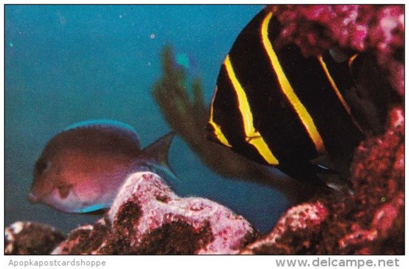 Florida Keys Coral Reef Fish 18x24 Reef Fishes Of Florida Poster,