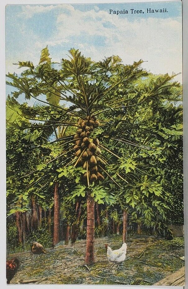 Hawaii Papaia Tree & Hawaiian Fruits and Chickens Postcard K5 | United ...