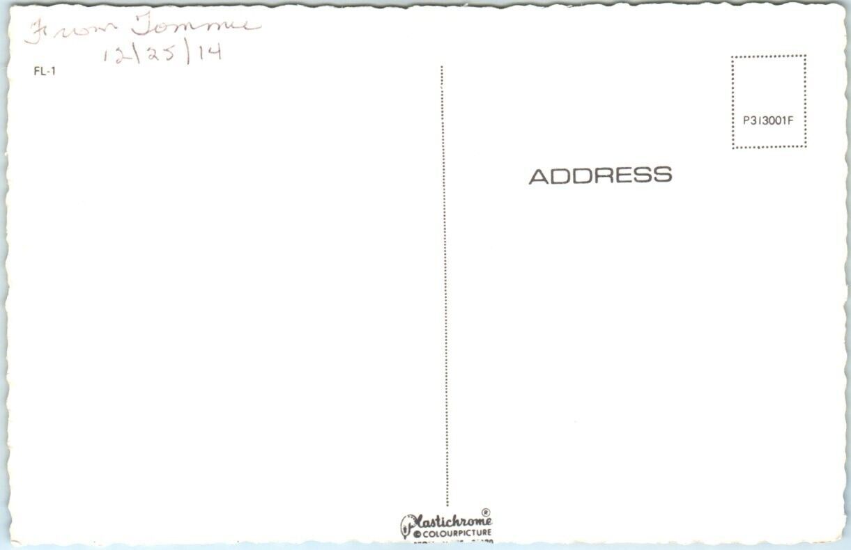 Postcard - A Funny Old Bird is the Pelican | Other / Unsorted, Postcard ...