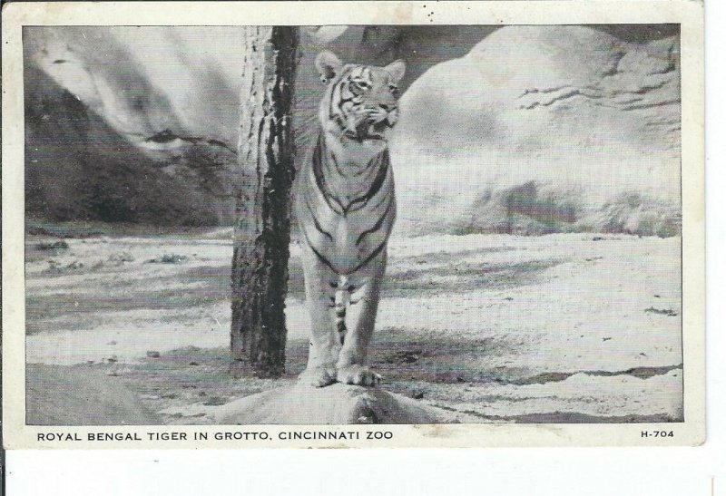CA-256 OH Cincinnati Royal Bengal Tiger Zoological Gardens White Border ...