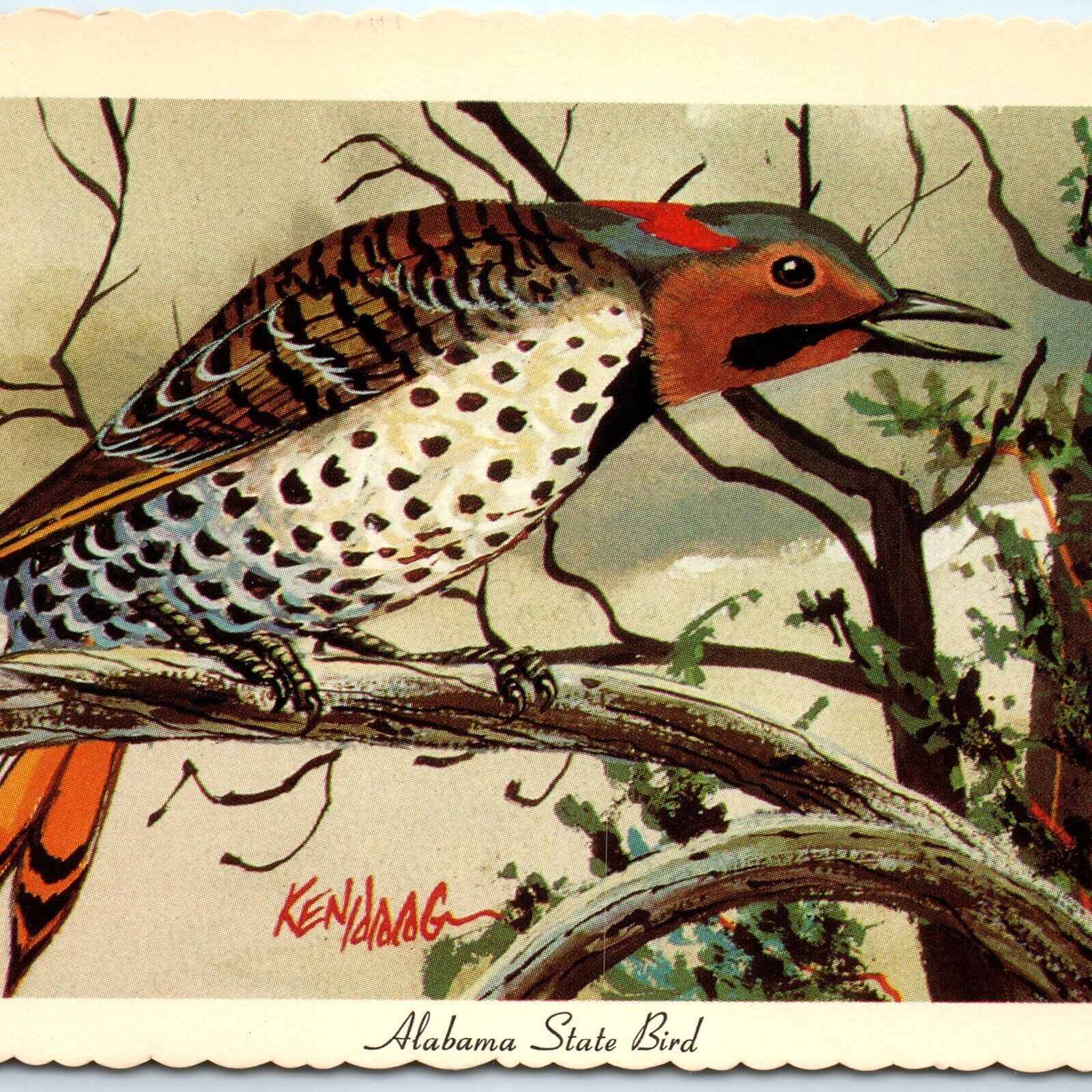 1967 AL Alabama State Bird Yellowhammer Woodpecker Ken Haag Painting ...