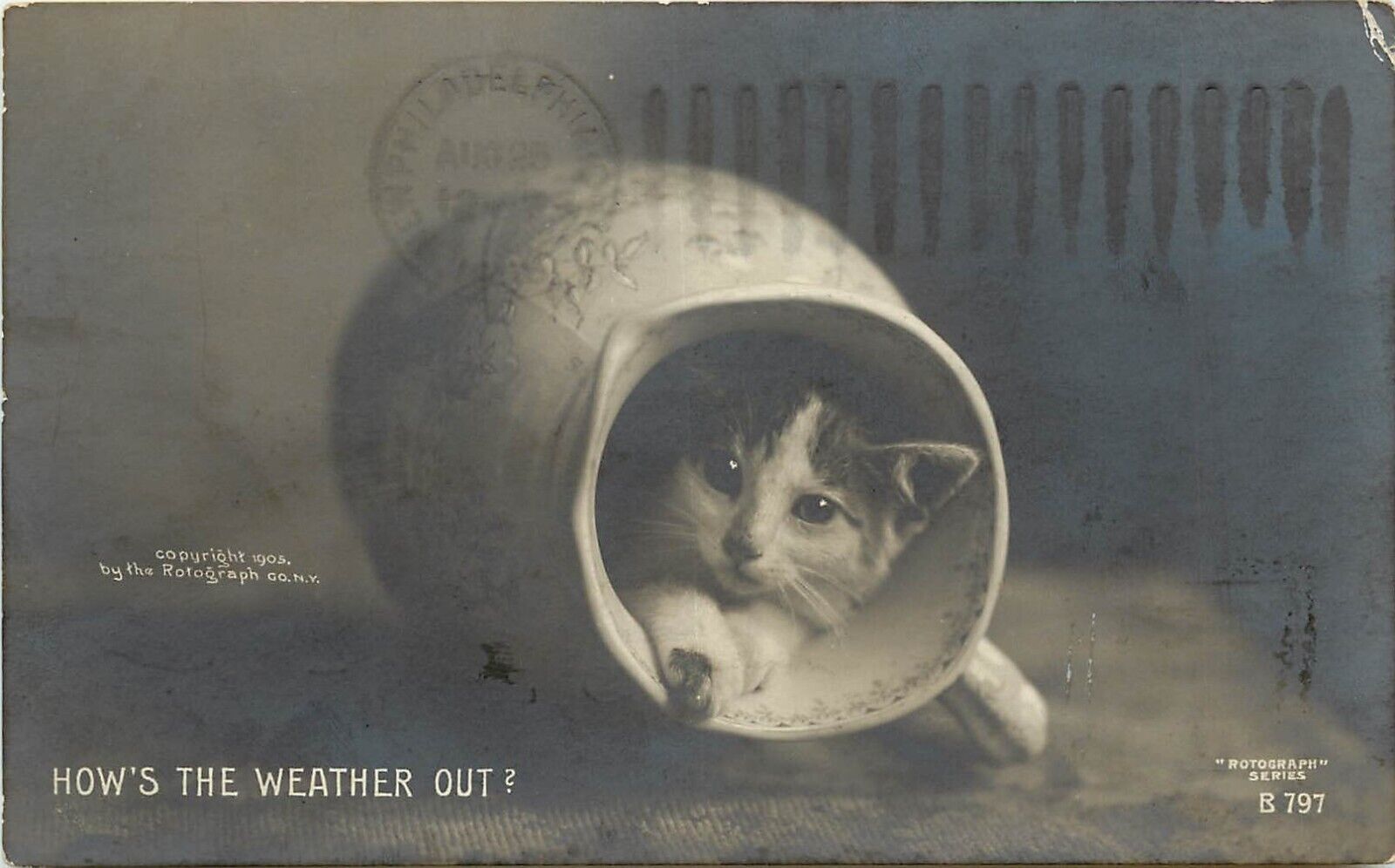 RPPC Cat Postcard Rotograph B-797 Kitten Peeks out of Pitcher~How's the ...