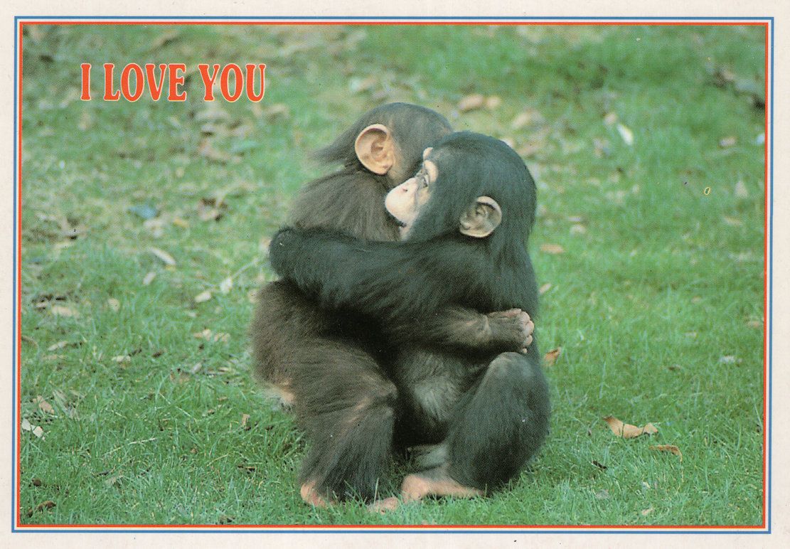 I Love You Chimpanzee Adorable Monkeys Hugging Postcard | Topics ...