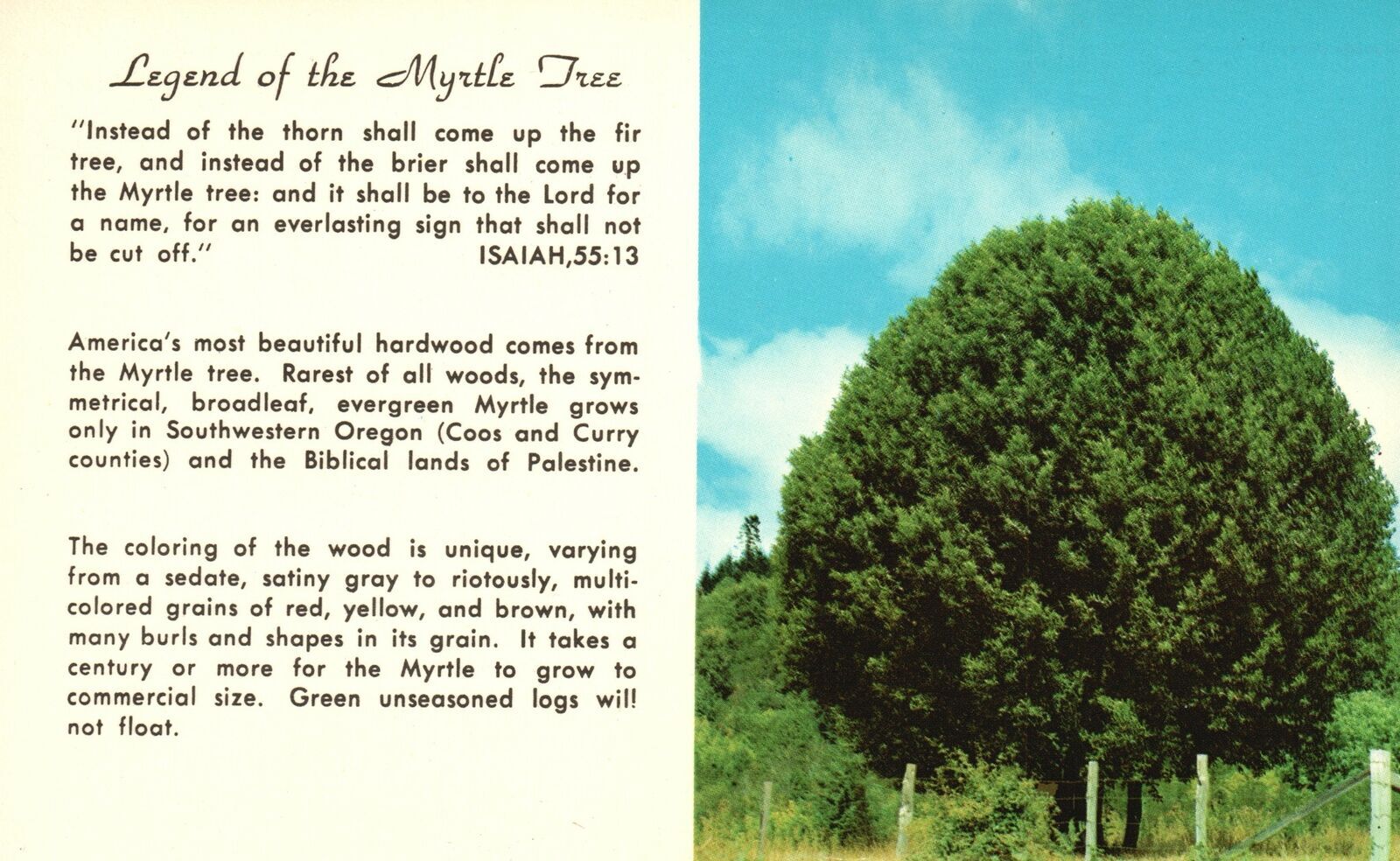 Vintage Postcard Legend of the Myrtle Tree America's Most Beautiful ...