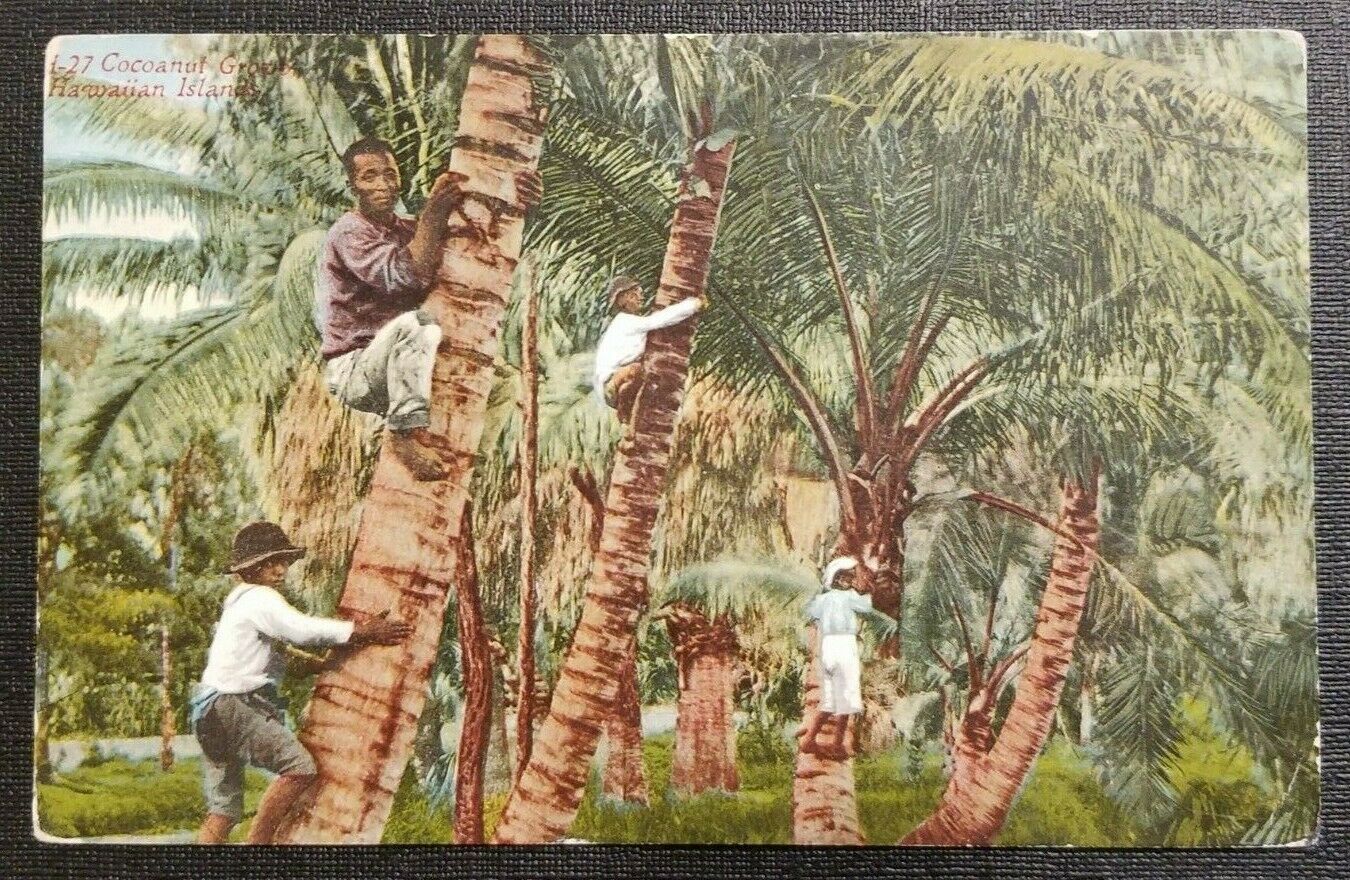 Vintage Colorized Photo Postcard Coconut Grove Hawaii | United States ...