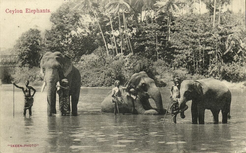 ceylon, Native Men with bathing Elephants (1911) Postcard | Africa ...
