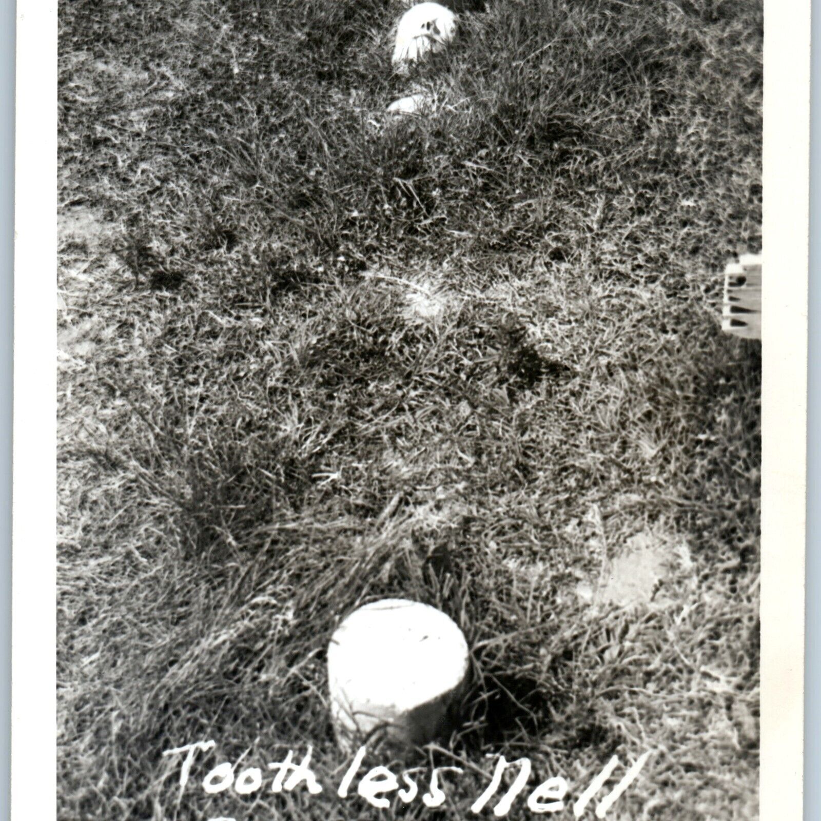 c1940s Dodge City Boot Hill RPPC Only Woman Cemetery Toothless Nell ...