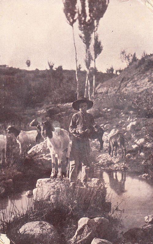 Boy Scout Scouts With Goat Farm Cattle Uniform Antique Rare Real Photo ...