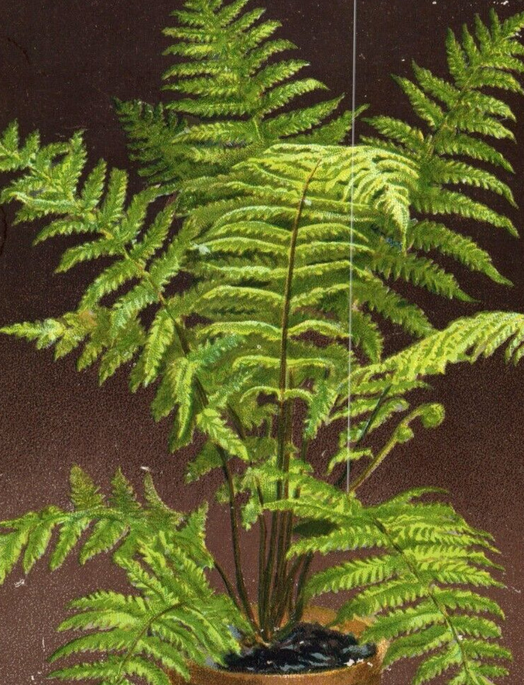 1880s Victorian Fair New Year Be Thine Card Lovely Fern #A | Ephemera ...