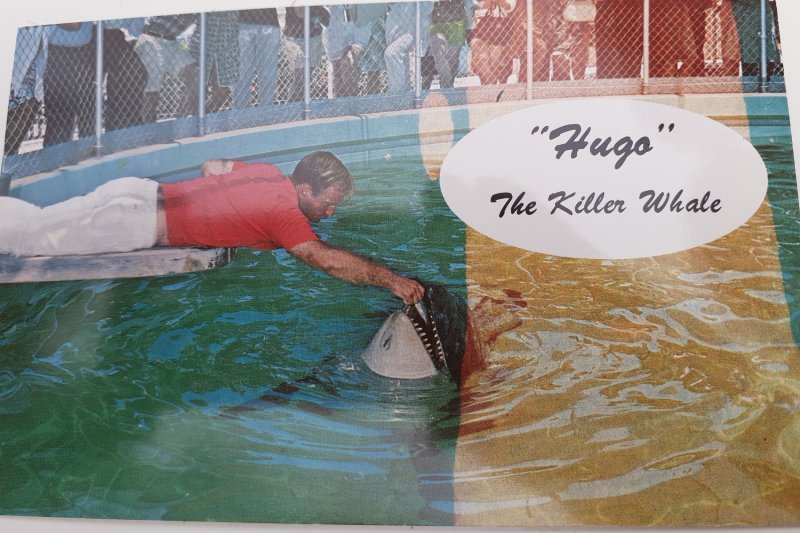 Hugo The Killer Whale | Topics - Amusment Parks, Postcard / HipPostcard