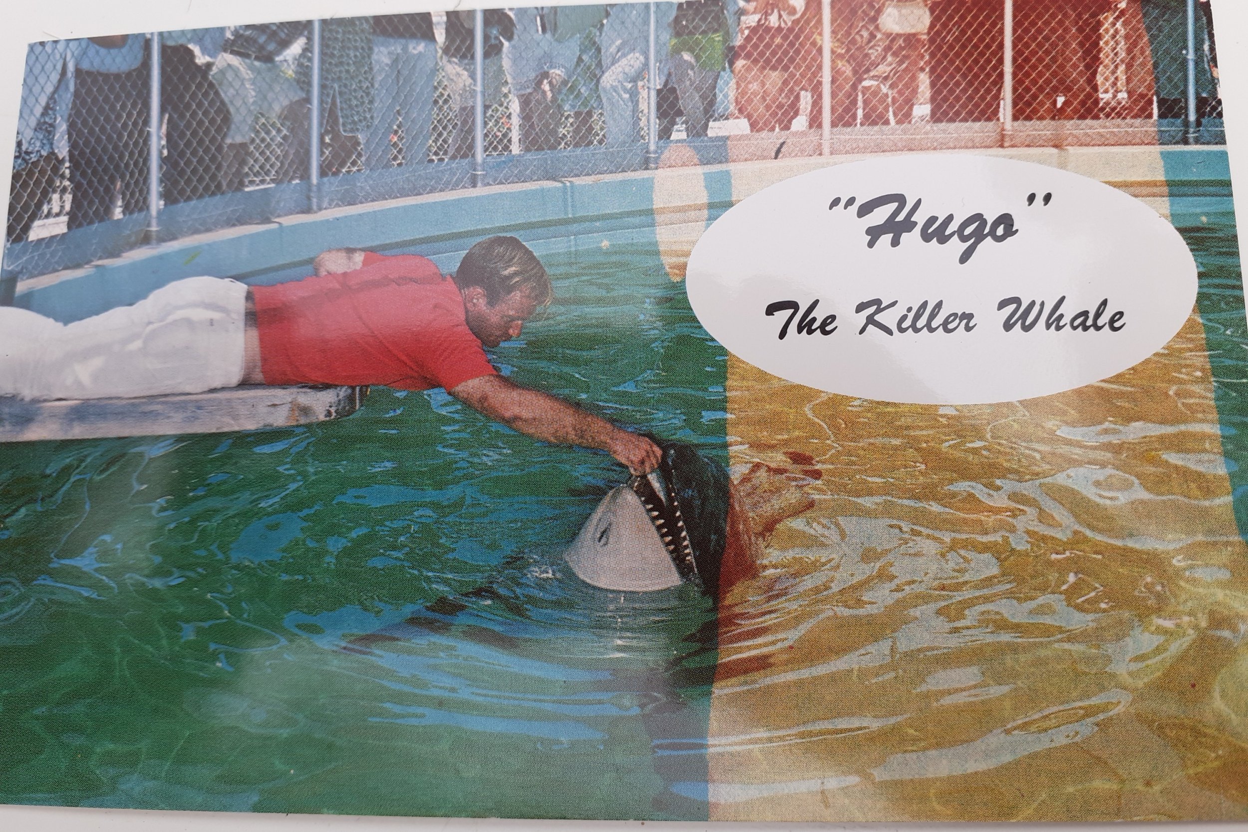 Hugo The Killer Whale | Topics - Amusment Parks, Postcard / HipPostcard