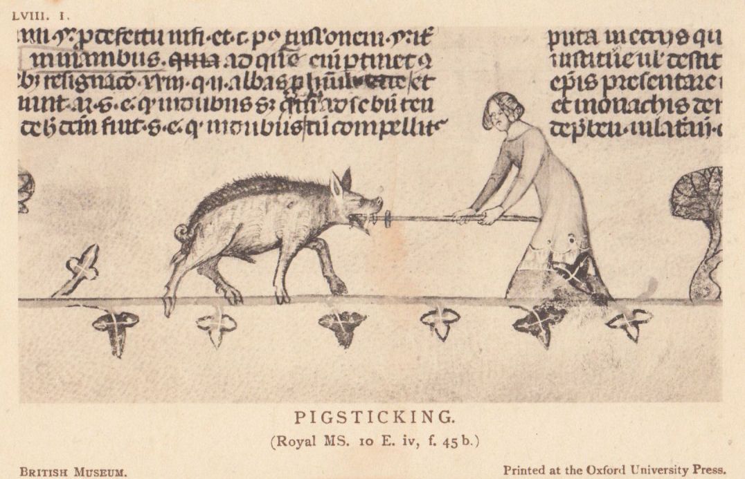 Pigsticking Medieval Pig Slaughter Cruelty Sport Boar Hunting Antique ...