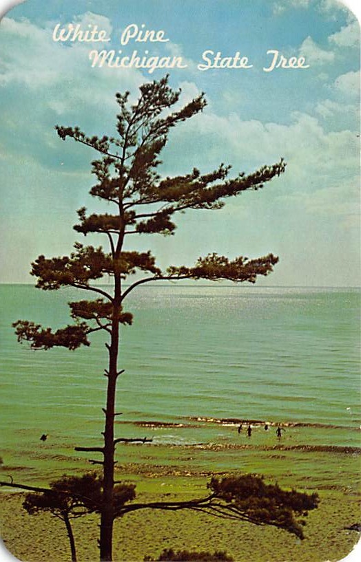 The White Pine Michigan State Tree White Pine State Tree MI | Topics ...