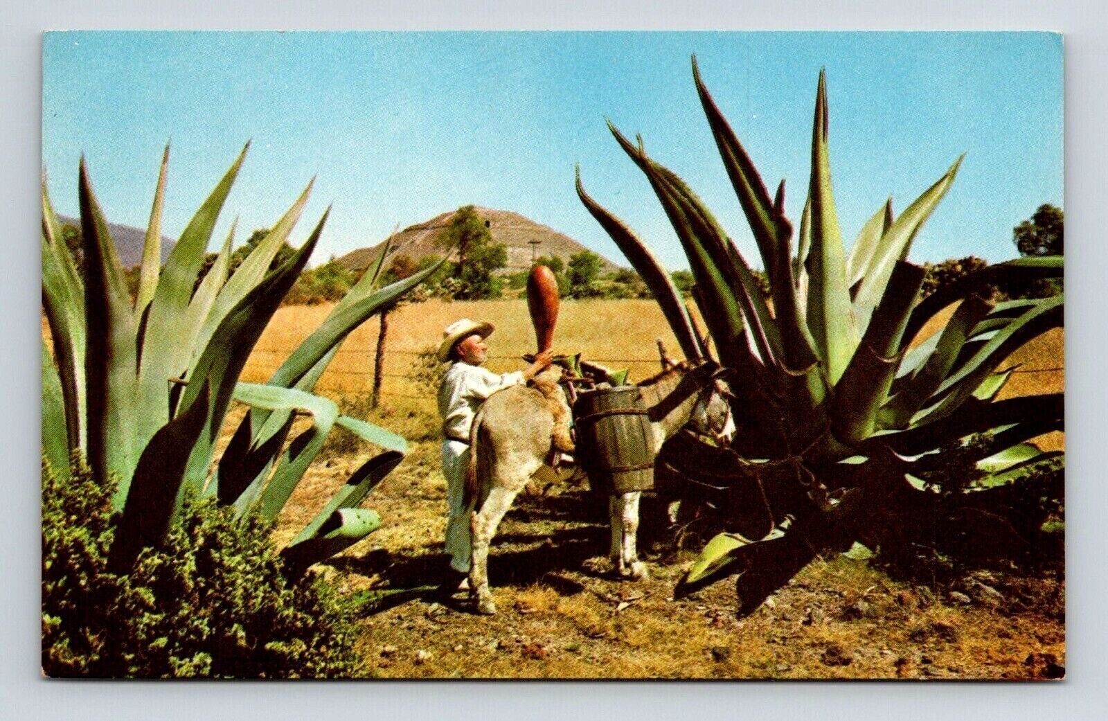Extraction Aguamiel Elaboration Pulque Mountain Animal Donkey Vintage ...
