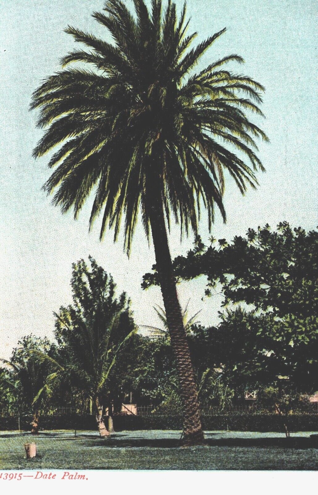 Hawaii Date Palm Vintage Postcard 05.32 | United States - Hawaii ...