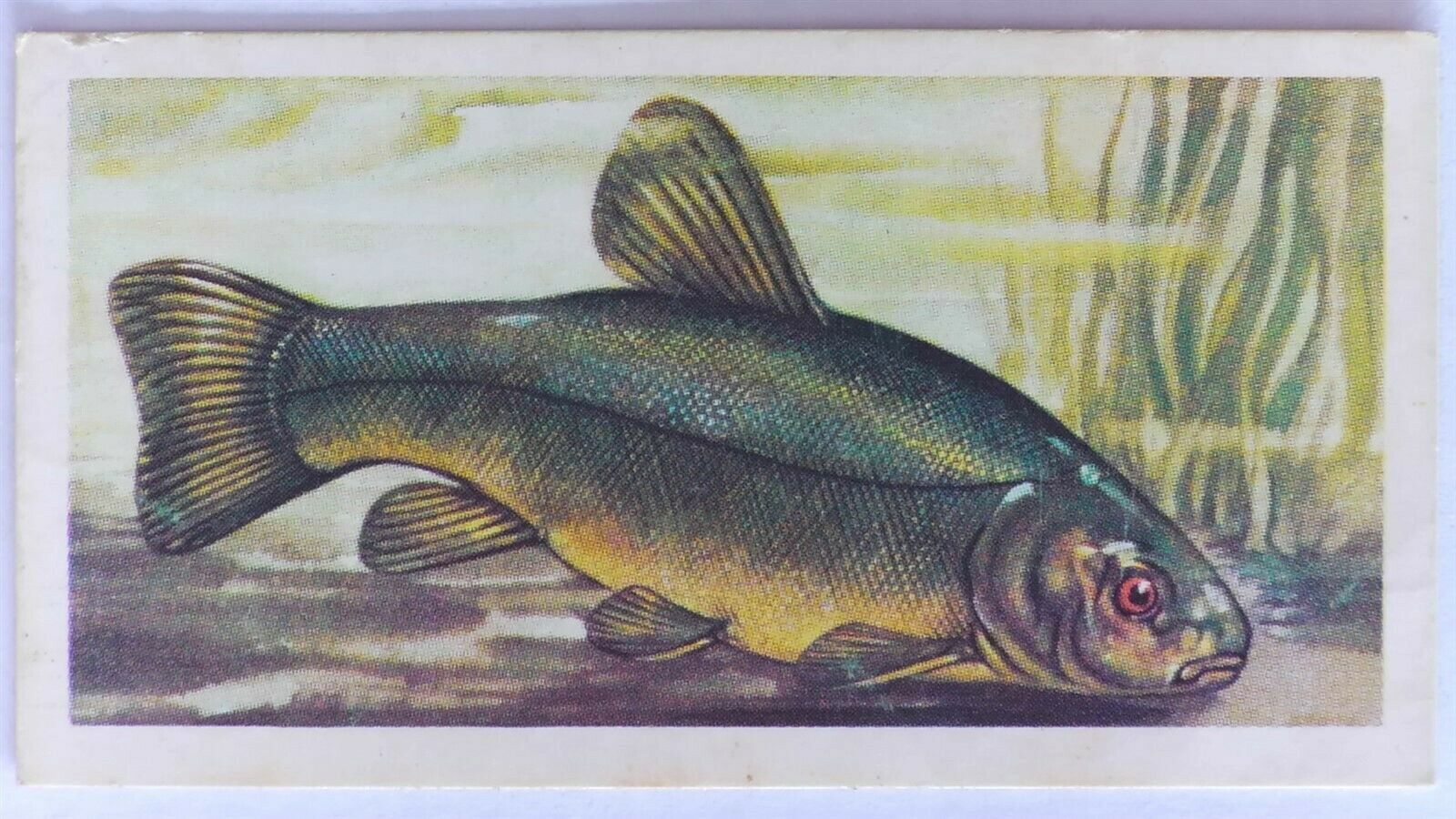 Tench, Freshwater Fish Series, Brooke Bond Tea Card #15 *VT23 ...