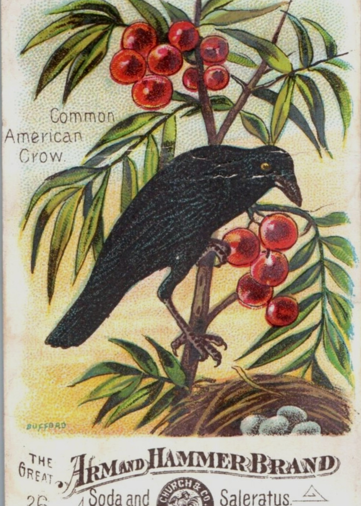 1880s-90s Arm & Hammer Common American Crow No.26 F150 | Ephemera ...