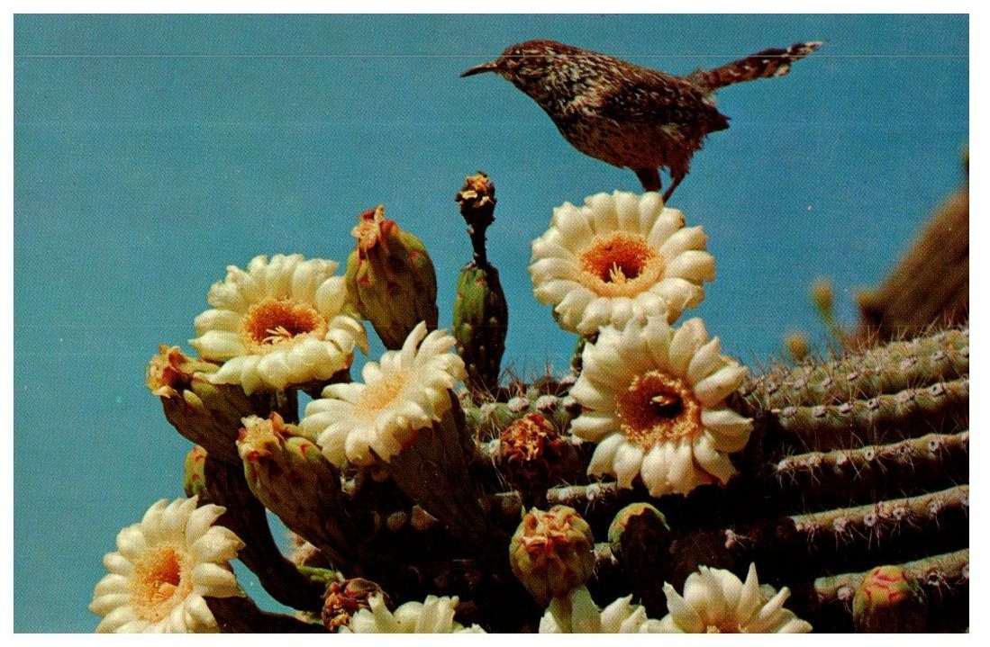 Cactus Wren And Saguaro Blossoms Arizonas State Bird and Flower Cactus ...