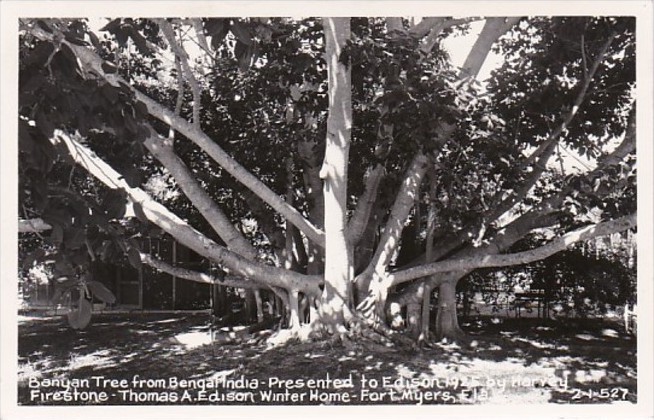 Florida Fort Myers Banyan Tree At Thomas A Edison Winter Home Real ...