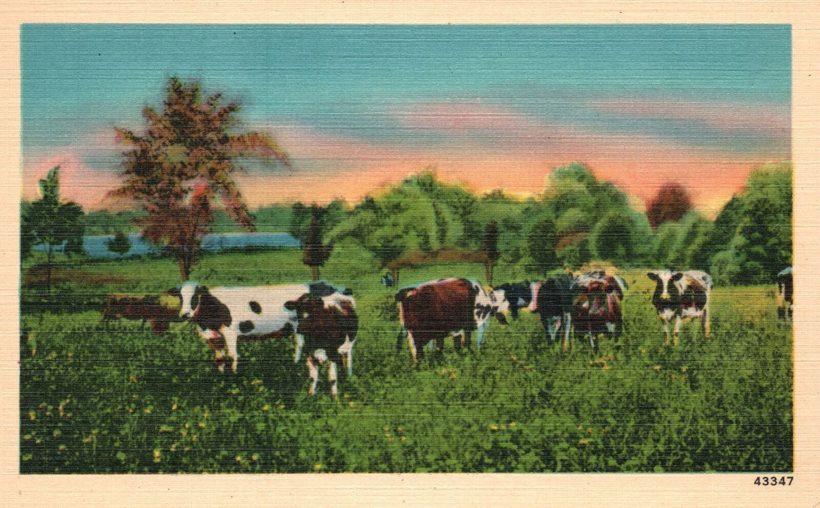 Vintage Postcard Cow Pasture Cattle Farming Raising Milk Production ...