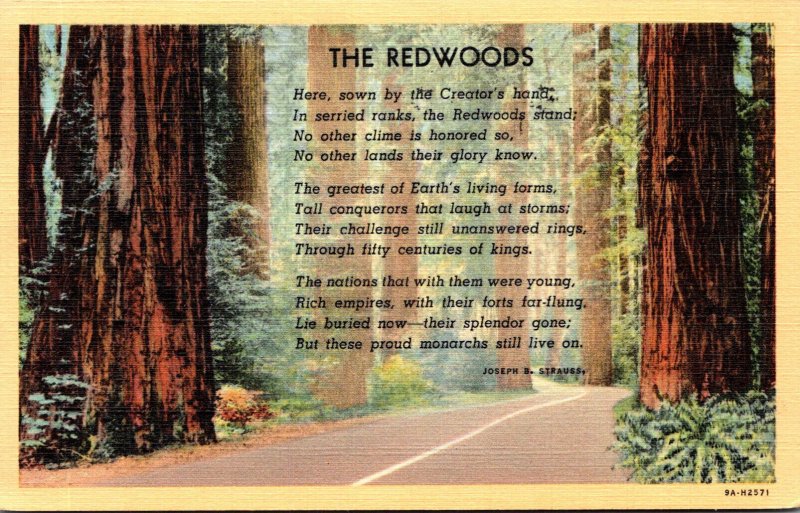 California The Redwoods Poem By Joseph B Strauss 1941 Curteich | United ...