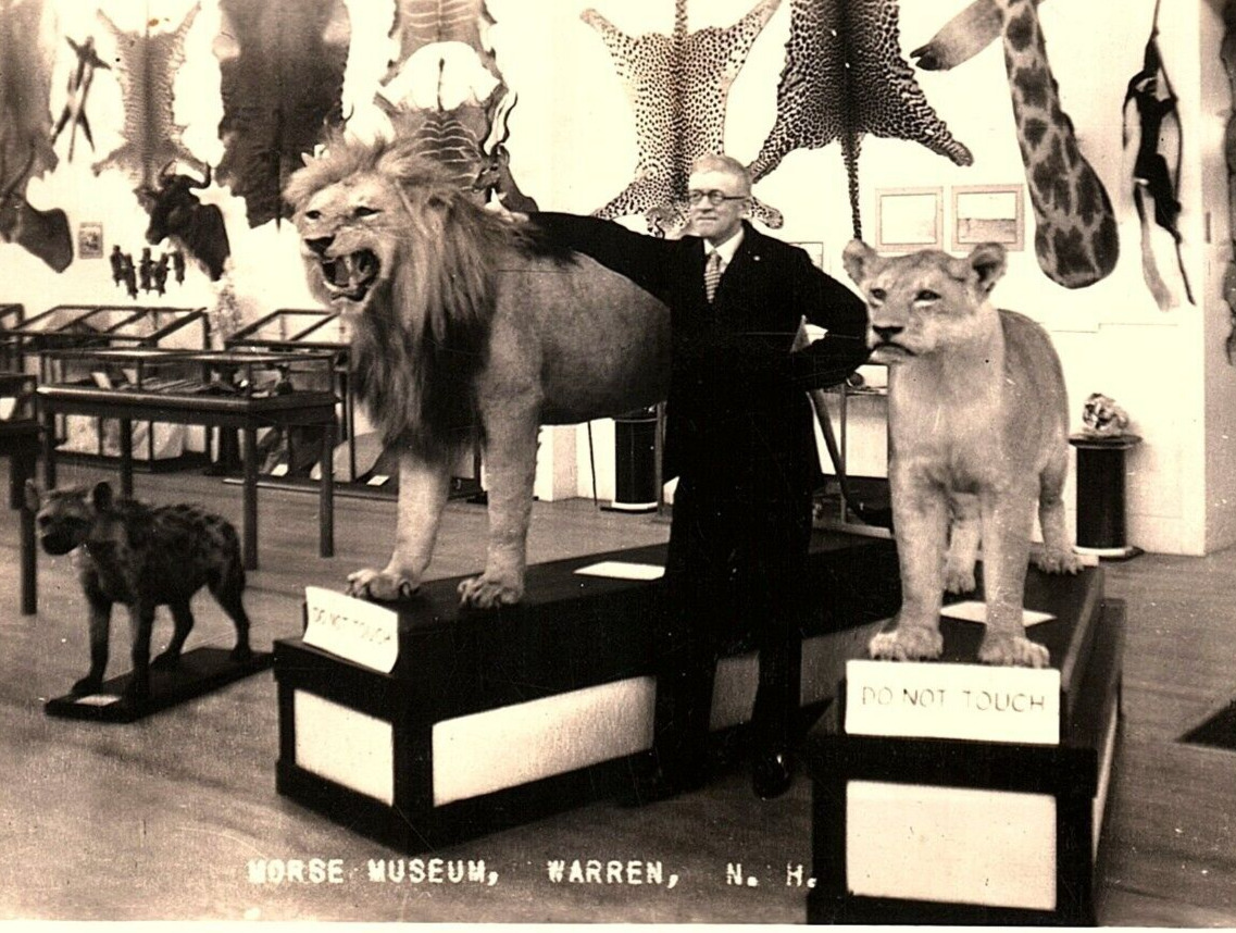 1930s Warren NH Morse Museum Safari Animals Lions Africa Rppc Postcard ...