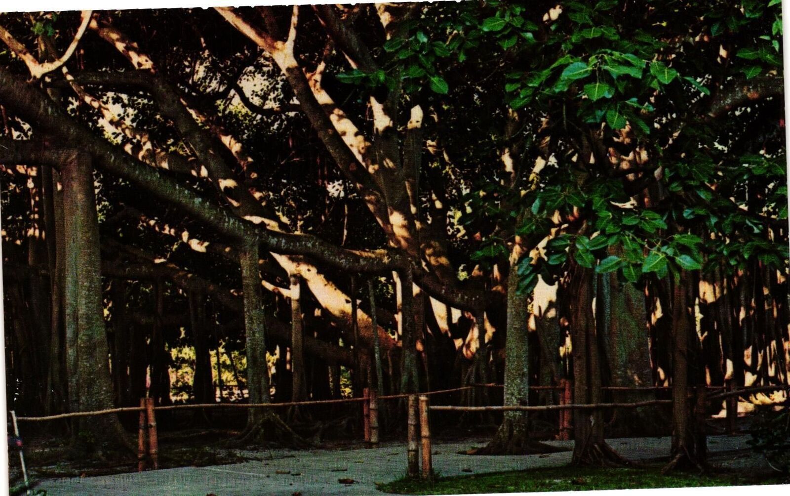 Vintage Postcard- Banyan Tree given to Edison by Firestone, Edison home ...