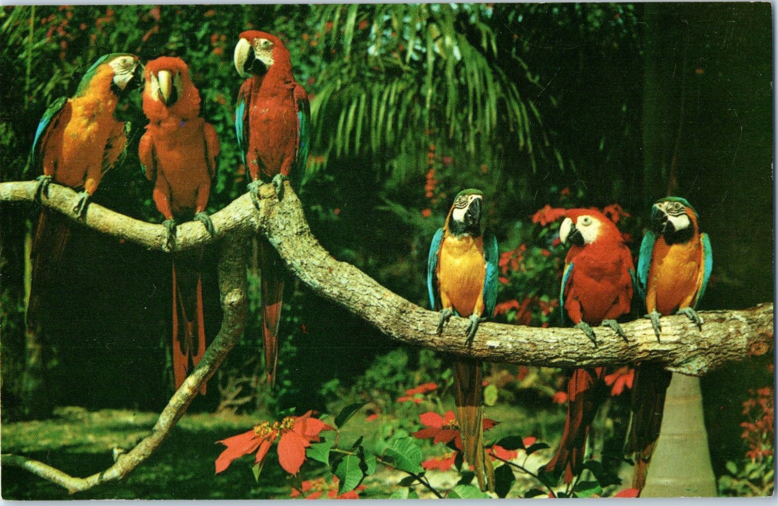 Parrot Life Taken At Famous Parrot Jungle Miami Florida Bird Postcard ...