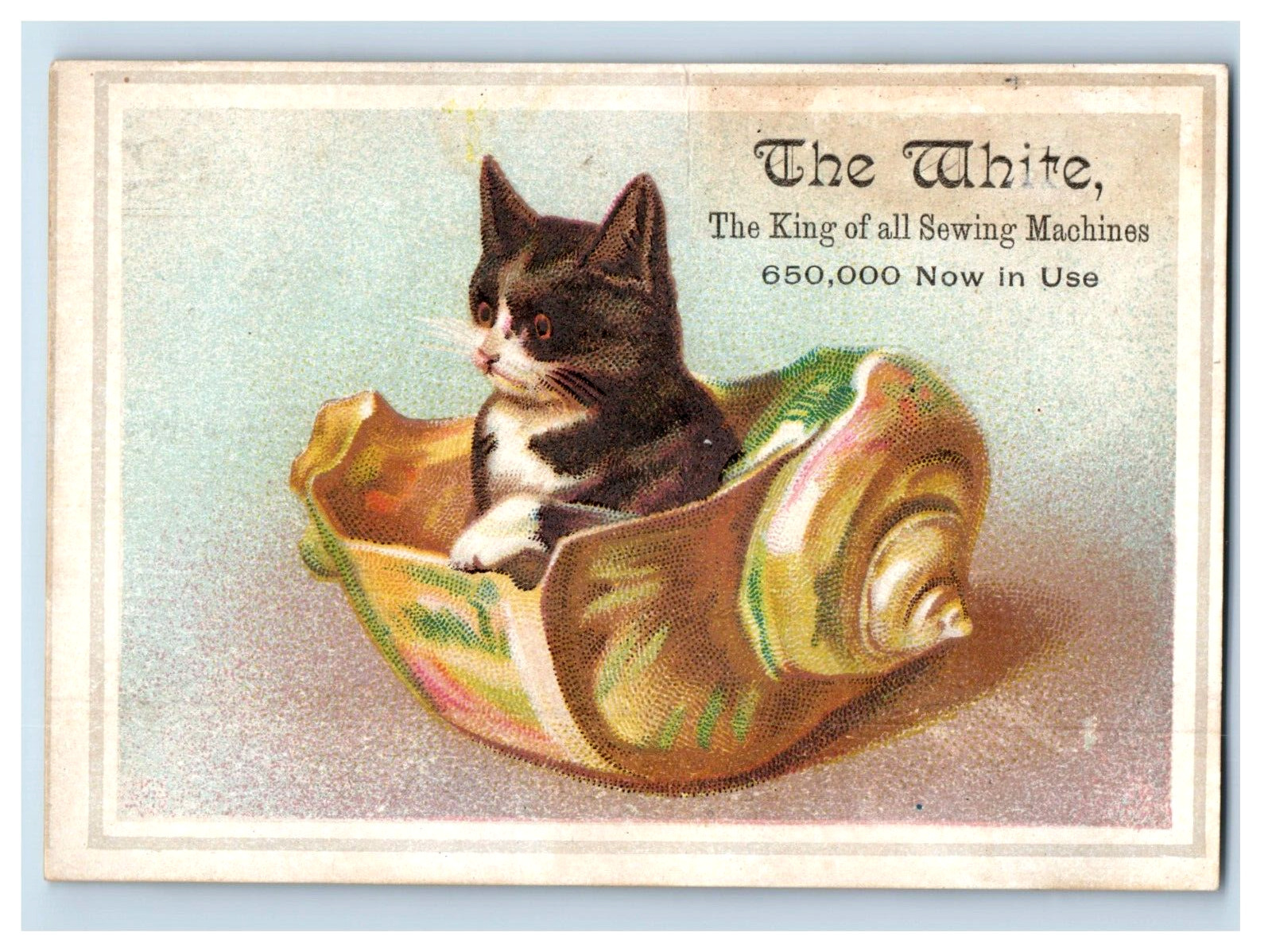 1880s White Sewing Machine Adorable Kitten Cat In Giant Seashell F107 ...