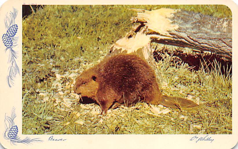 Beaver Group Beaver Unused | Topics - Other, Postcard / HipPostcard