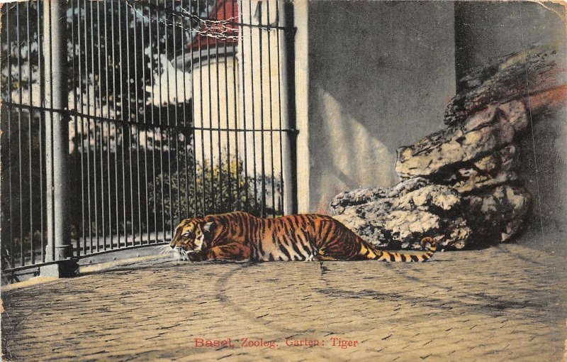 Lot176 Basel Basle switzerland zoo tiger animal | Europe - Switzerland ...
