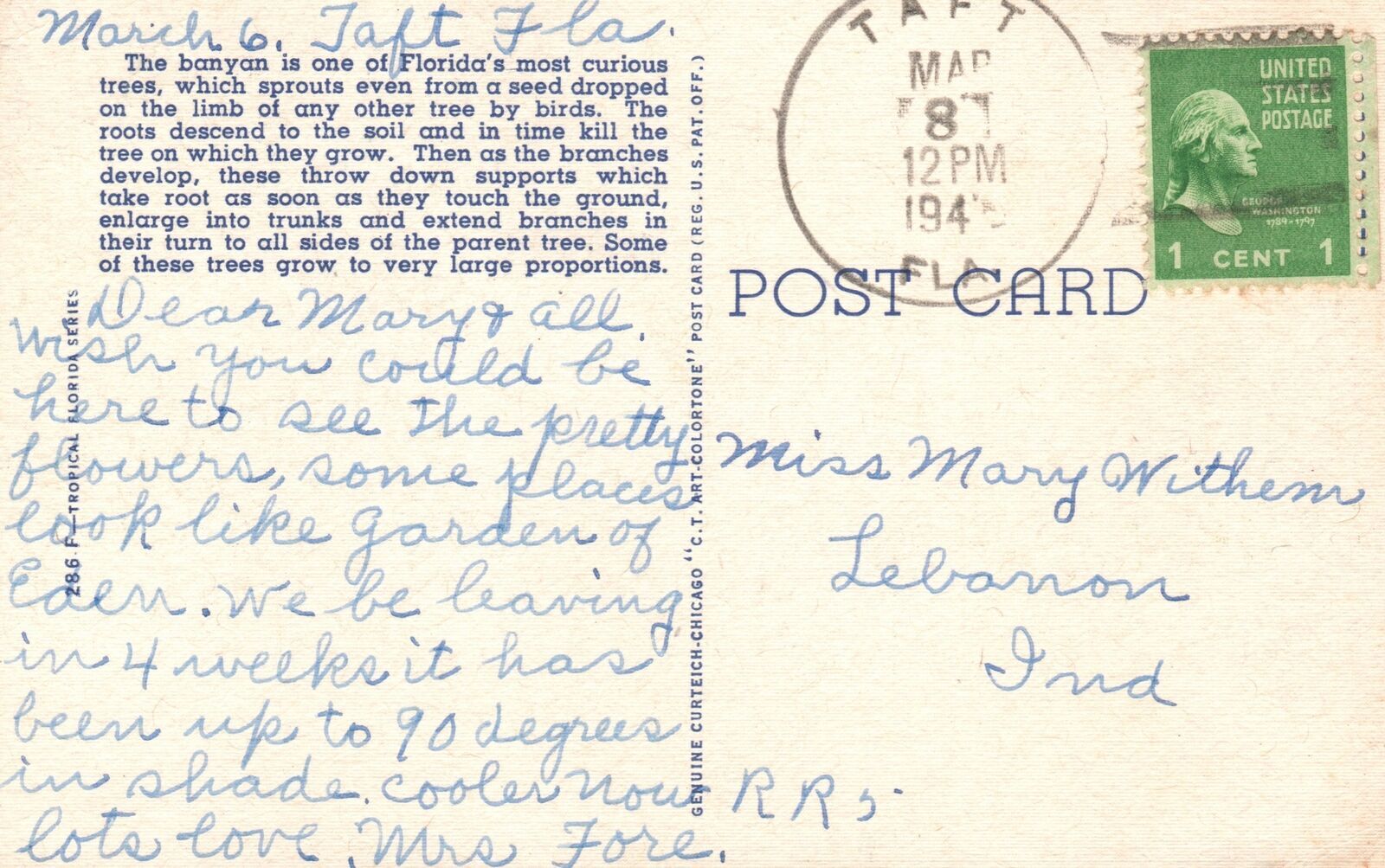 Vintage Postcard 1940's Giant Banyan Tree Most Curious Trees In ...