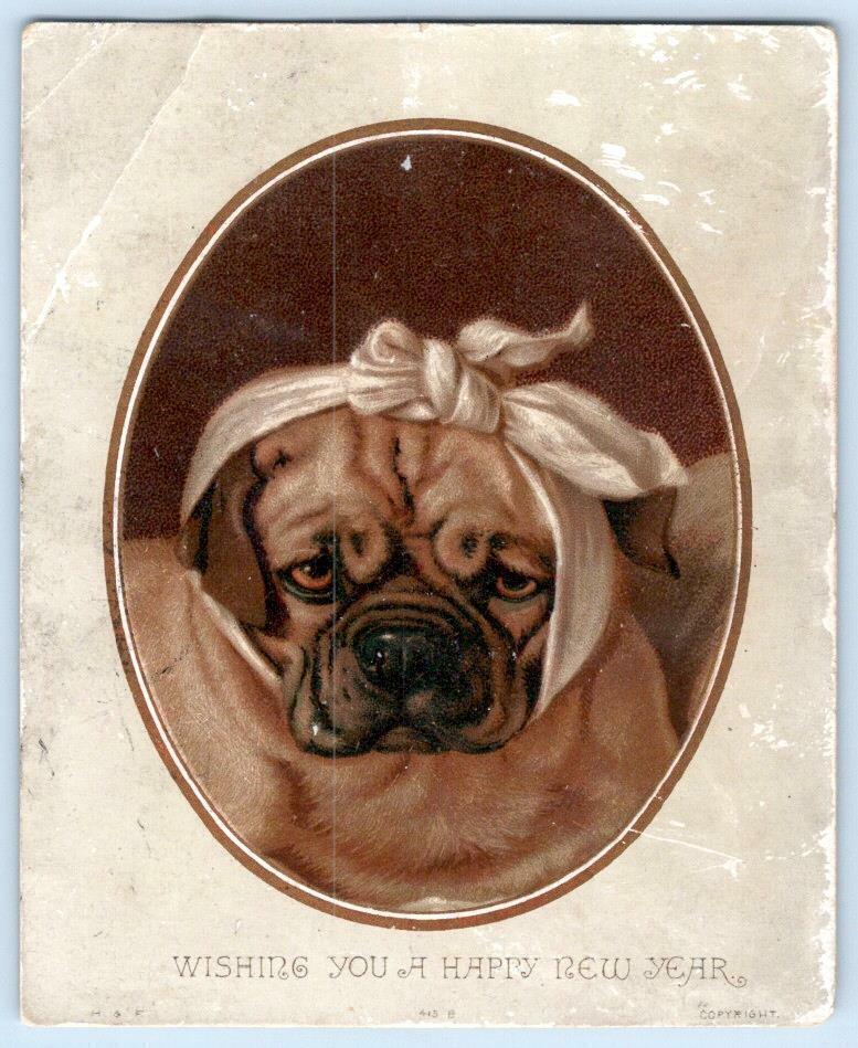 1880'S PUG DOG Happy New Year SAD (Toothache?) Great Image Condition ...