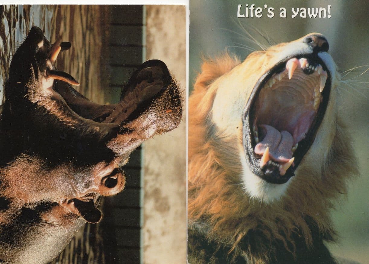 Lion Hippopotamus Yawning Life's A Yawn 2x Comic Animal Postcard ...