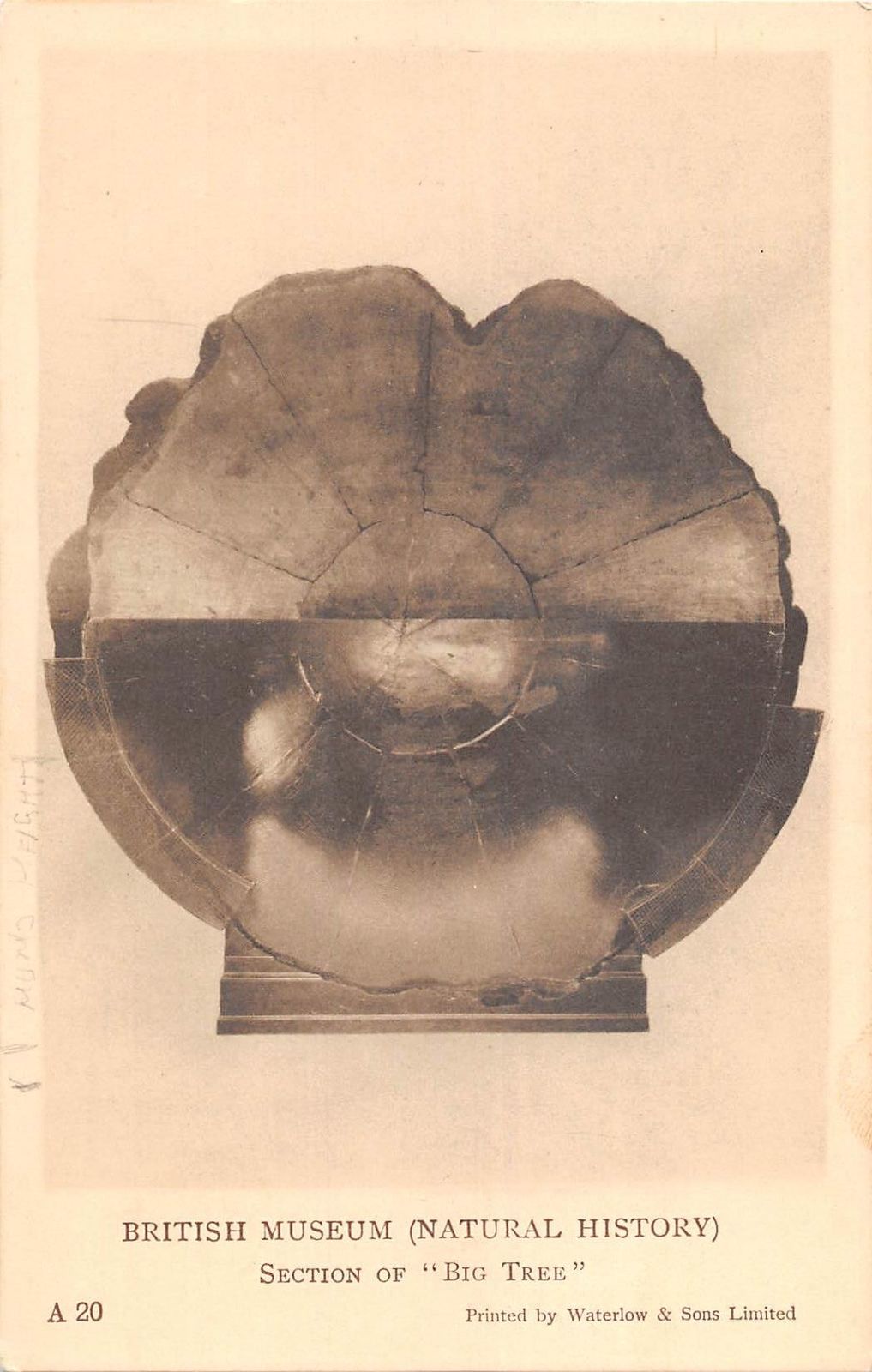 uk20352 section of big tree biritsh museum london real photo uk ...