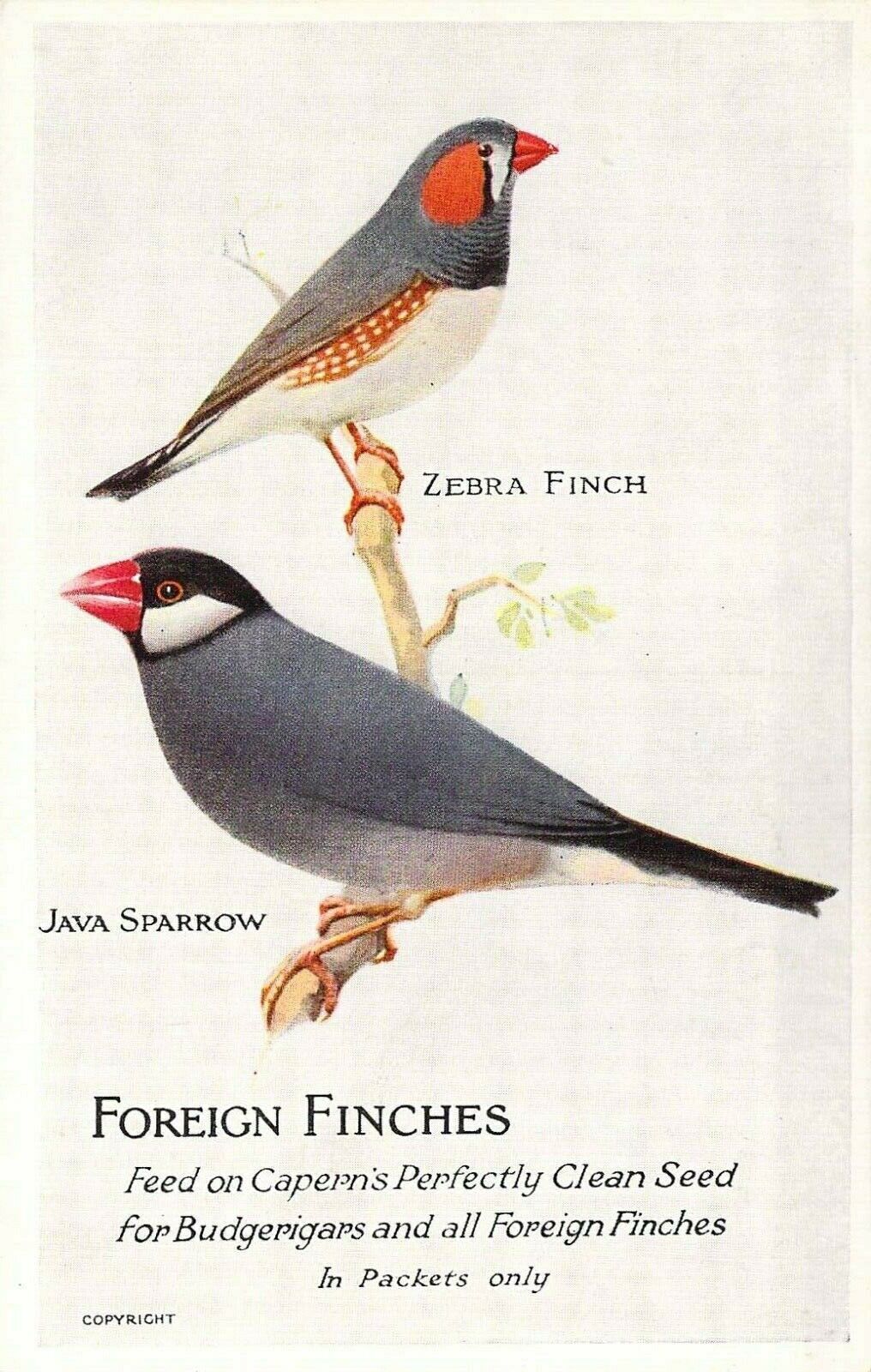 Beautiful Advert, Capern's Bird Foods, Zebra Finch, Java Sparrow, Old ...