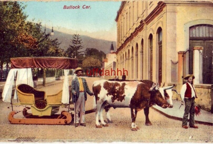 BULLOCK CAR ox-drawn cart sled LATIN AMERICA (half of bifold) | Topics ...